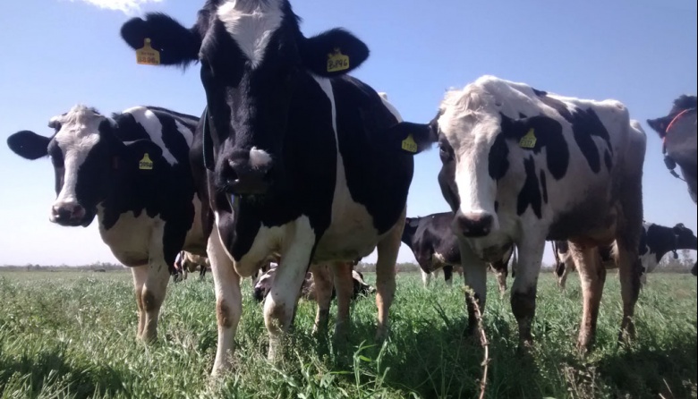 La leucosis tiene vacuna y es argentina - Semanario de Junín