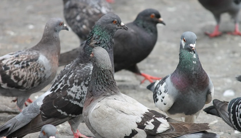 El Frente de Todos quiere cuidar a las palomas antes que a los ...